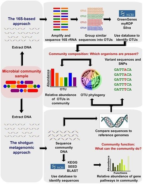 Microbiomics Graduate School Of Medical Sciences